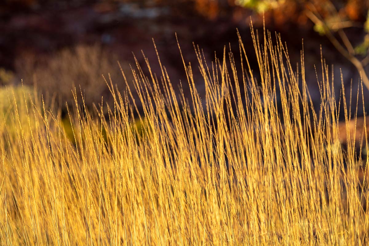 Tennant Mining - NT Gold & Copper Resource Company