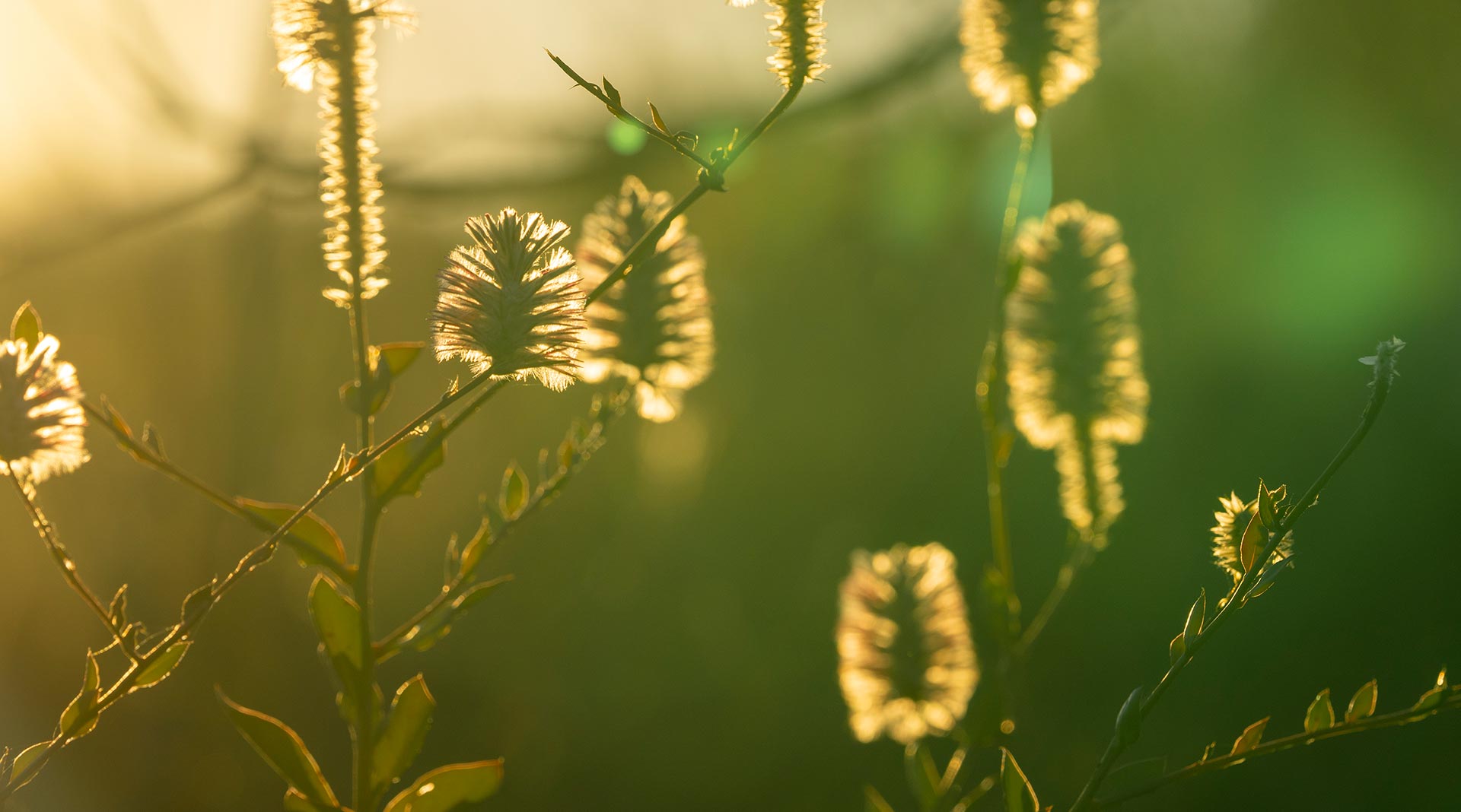 Tennant Mining - NT Gold & Copper Resource Company
